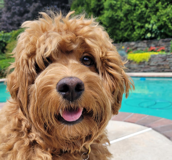 Furrify Pet Portraits and Products